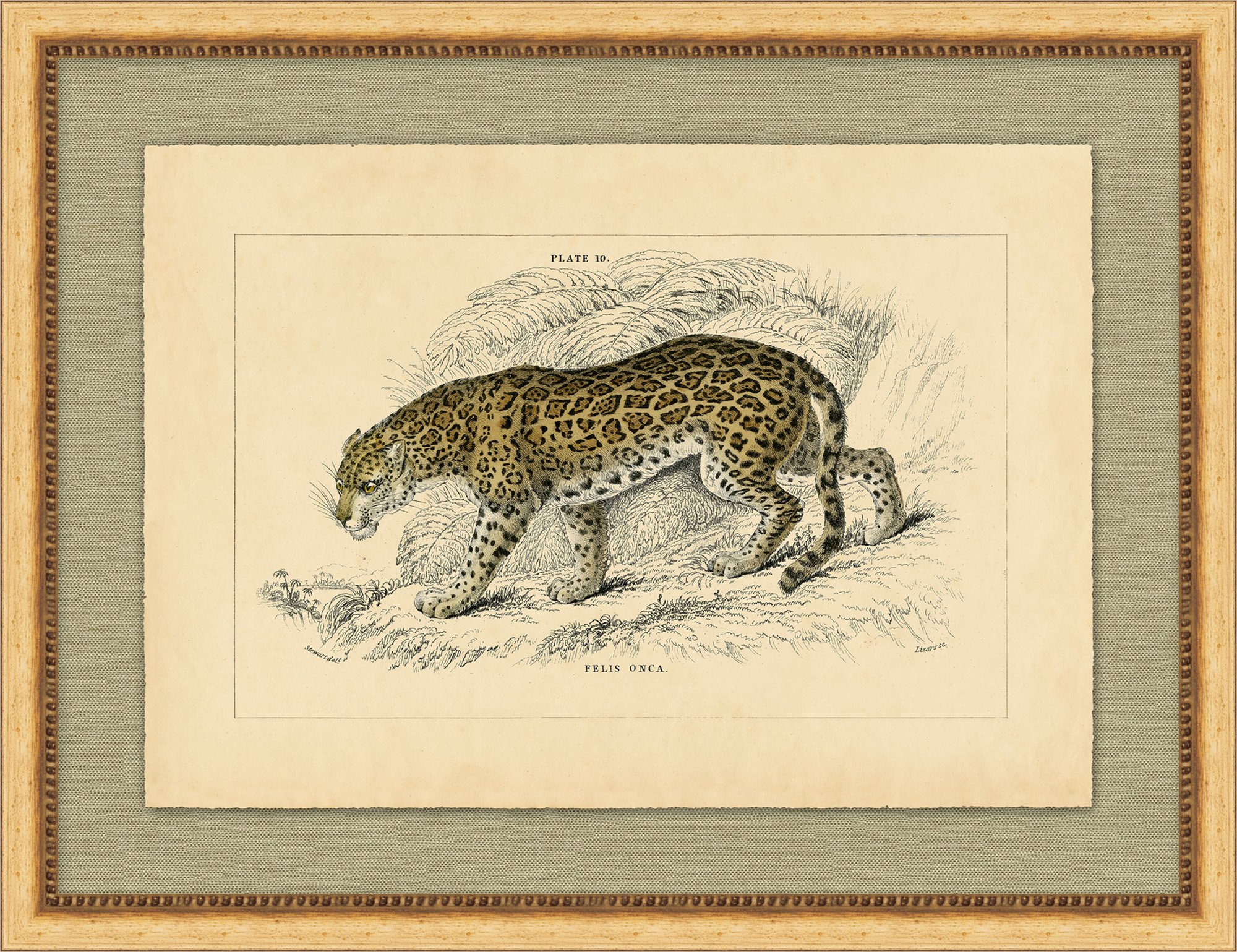 Cheetah II | One Kings Lane