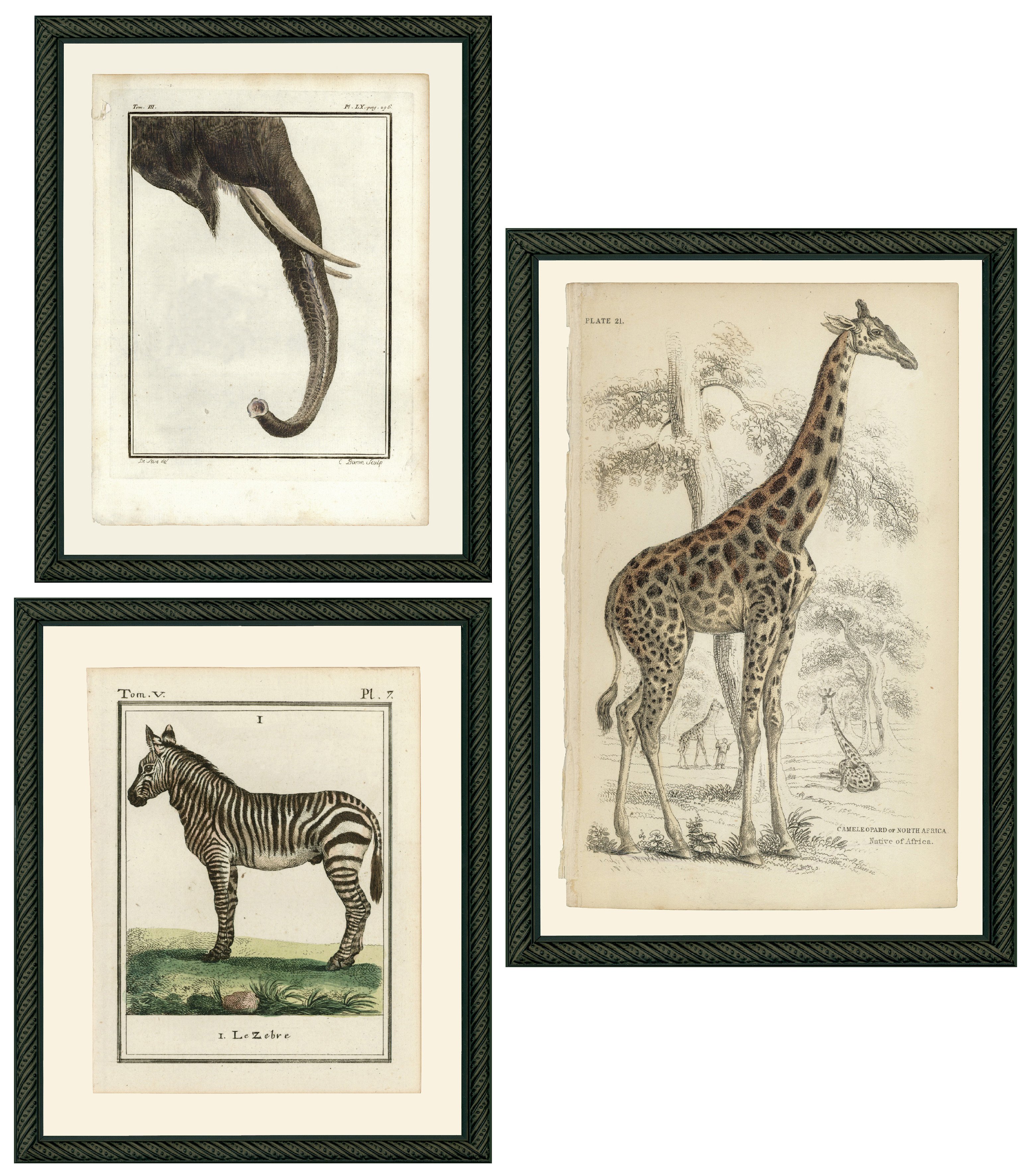 Smith & Co., Safari Animals | One Kings Lane