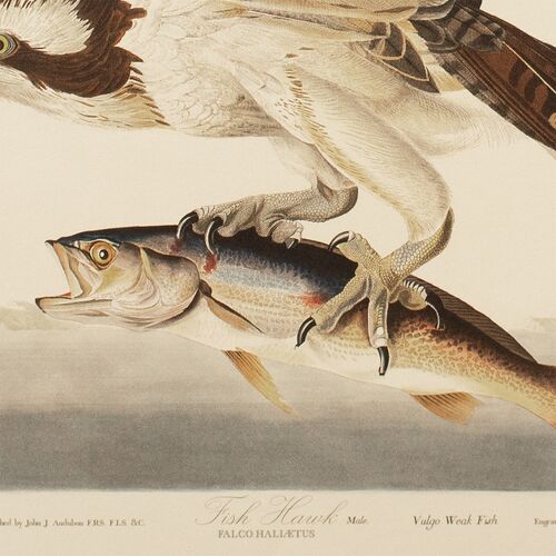 Fish Hawk